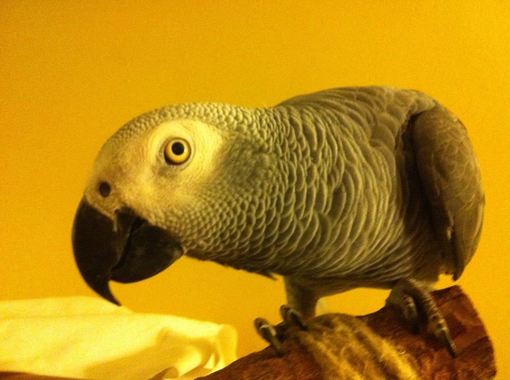 Laughing All The Way – Parrot Nation