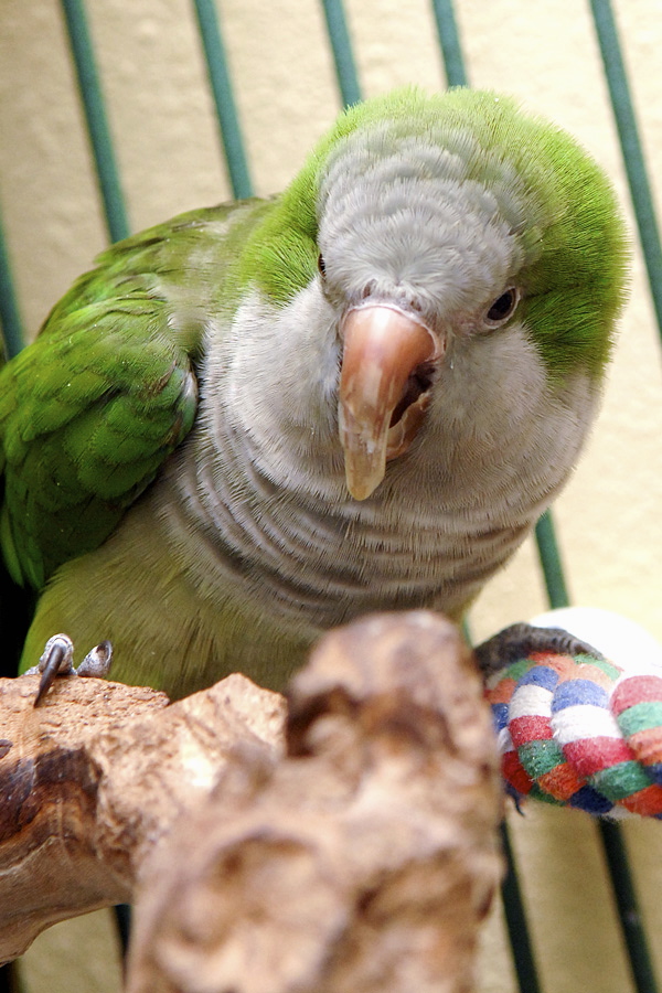 Negotiating the Emotional Trenches – Parrot Nation