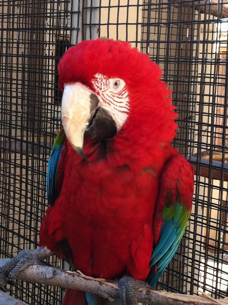 The No Fly Zone – Parrot Nation