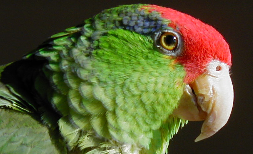 SoCal Parrot: Making A Difference To Urban Wild Parrots – Parrot Nation